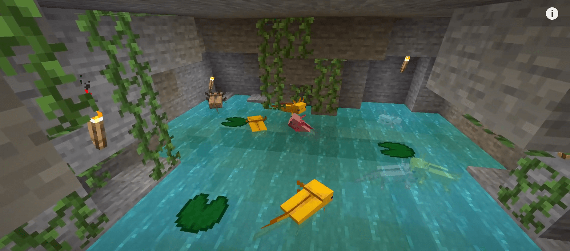 How to tame axolotls in Minecraft?